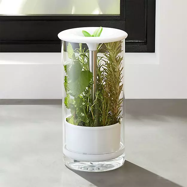 Slika može sadržavati: vaza, grnčarija, tegla, biljka u saksiji, biljka, sadnica, bilje i začinsko bilje