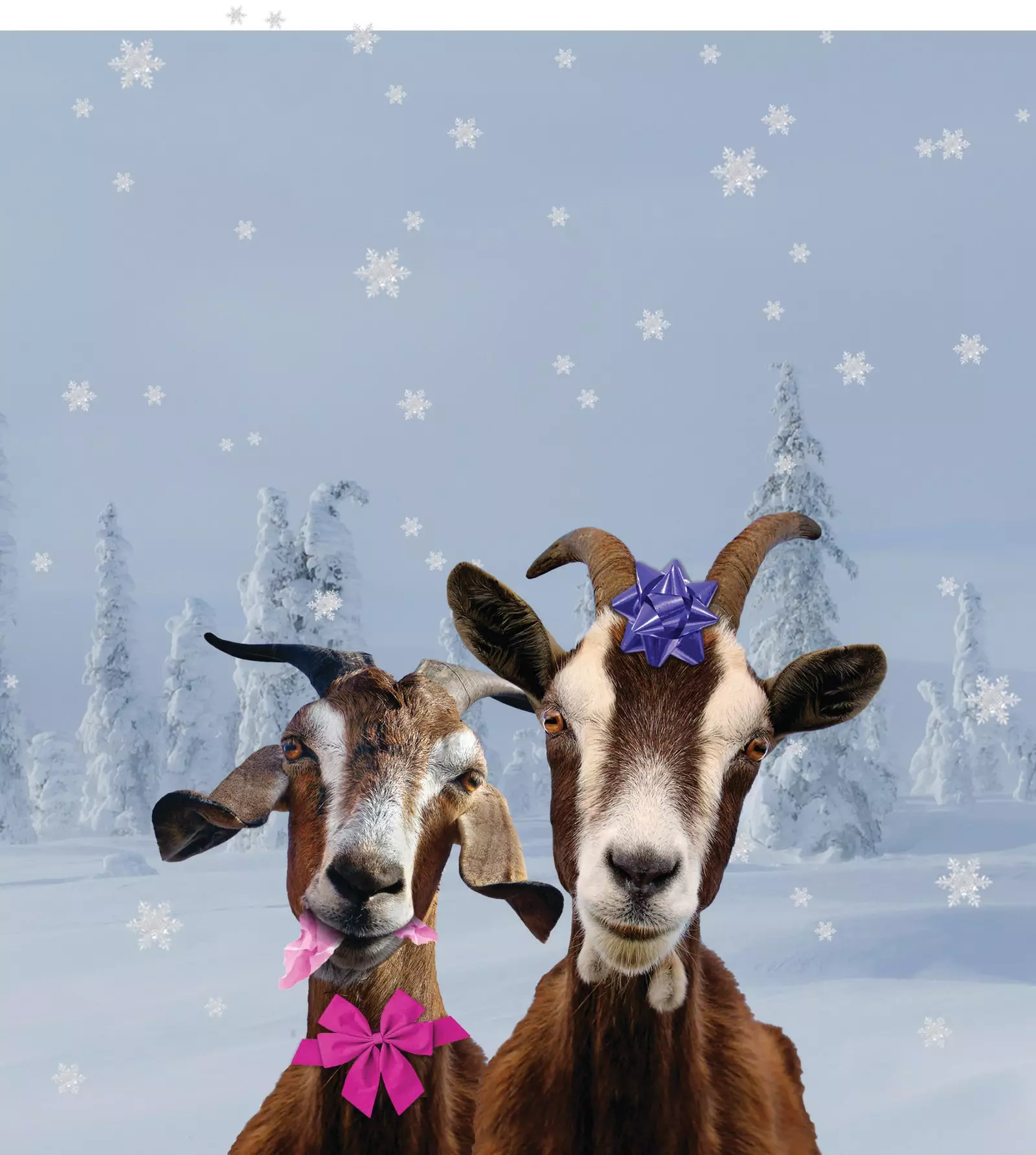 រូបភាពអាចមាន៖ Animal Cattle Cow Mammal Goat Wildlife និង Mountain Goat