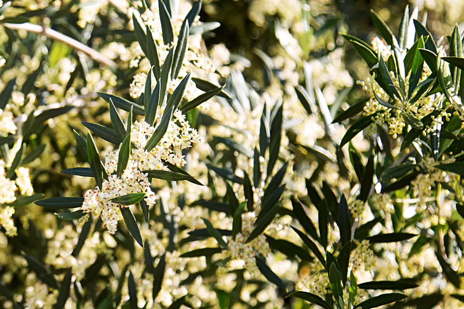 橄榄树上的花朵为橄榄油而生。