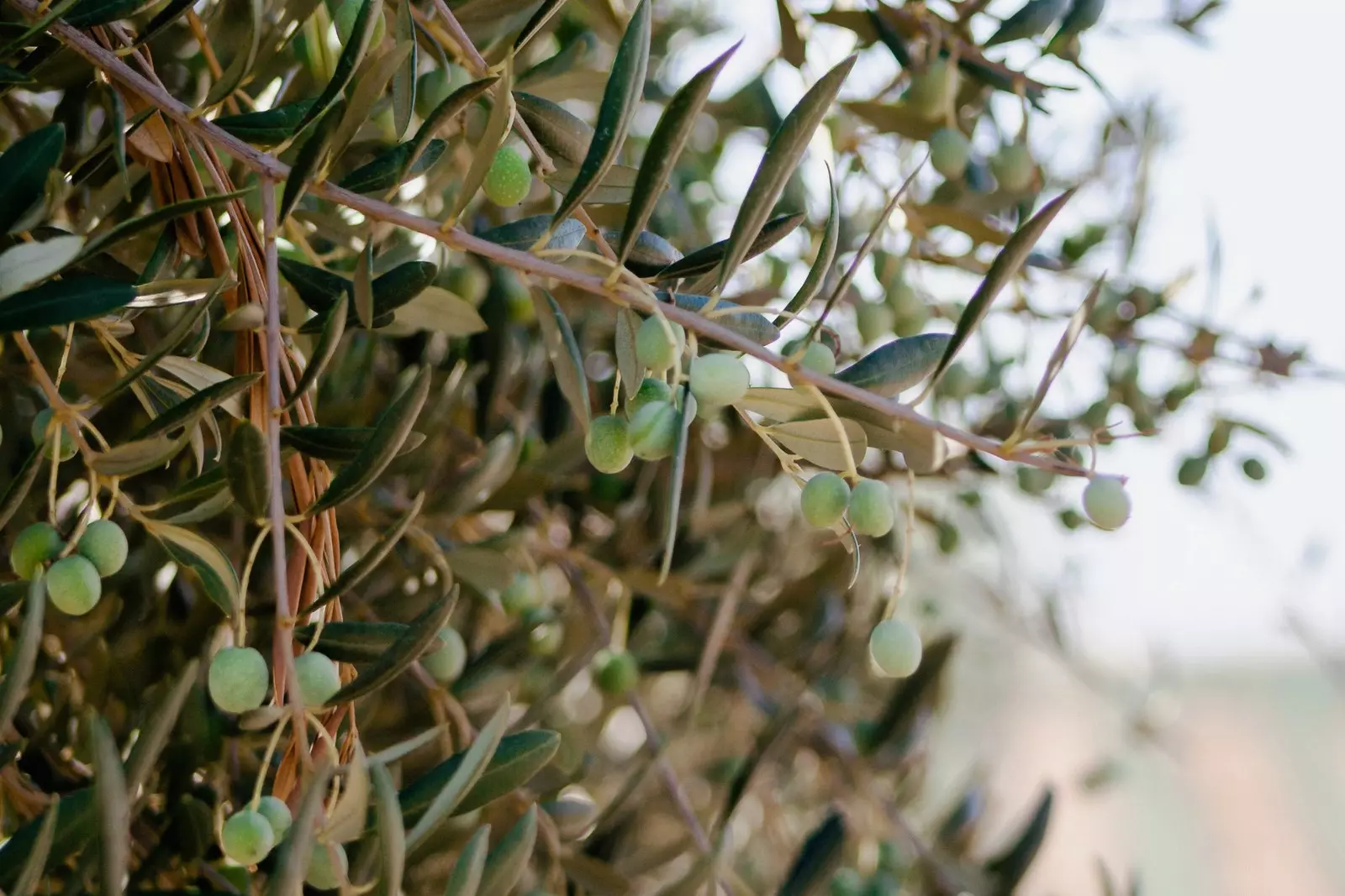 绿橄榄在被制成橄榄油之前在几根橄榄枝上成熟的照片。