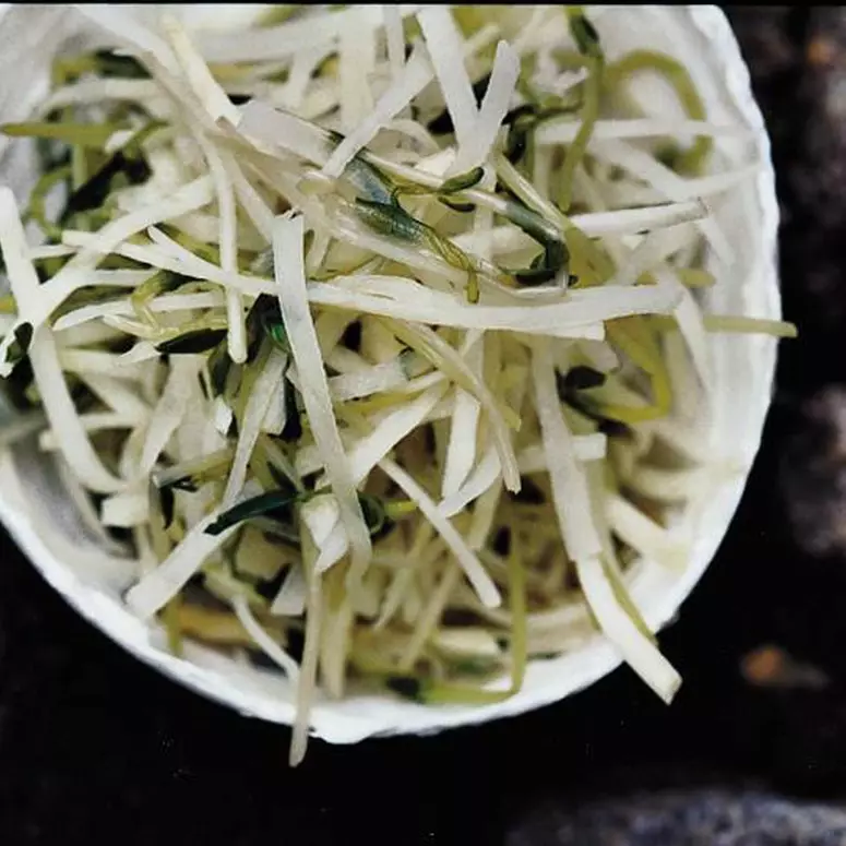 تصویر میں پلانٹ فوڈ پروڈیوس Vegetable Bean Sprout اور Sprout شامل ہو سکتا ہے۔