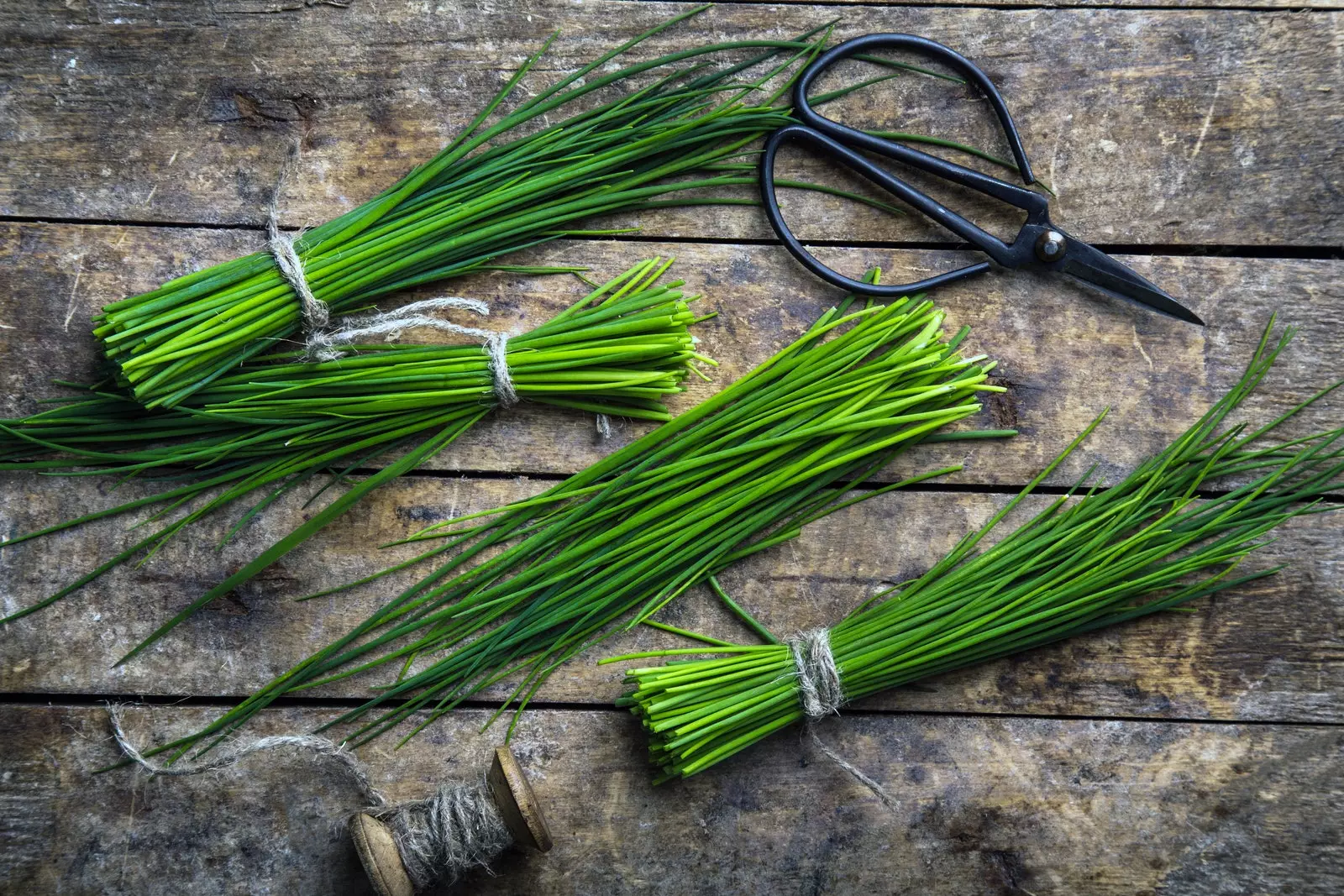 Bilden kan innehålla växtfoder Vegetabiliskt blad vapen sax Vapen vas keramikburk och produkter