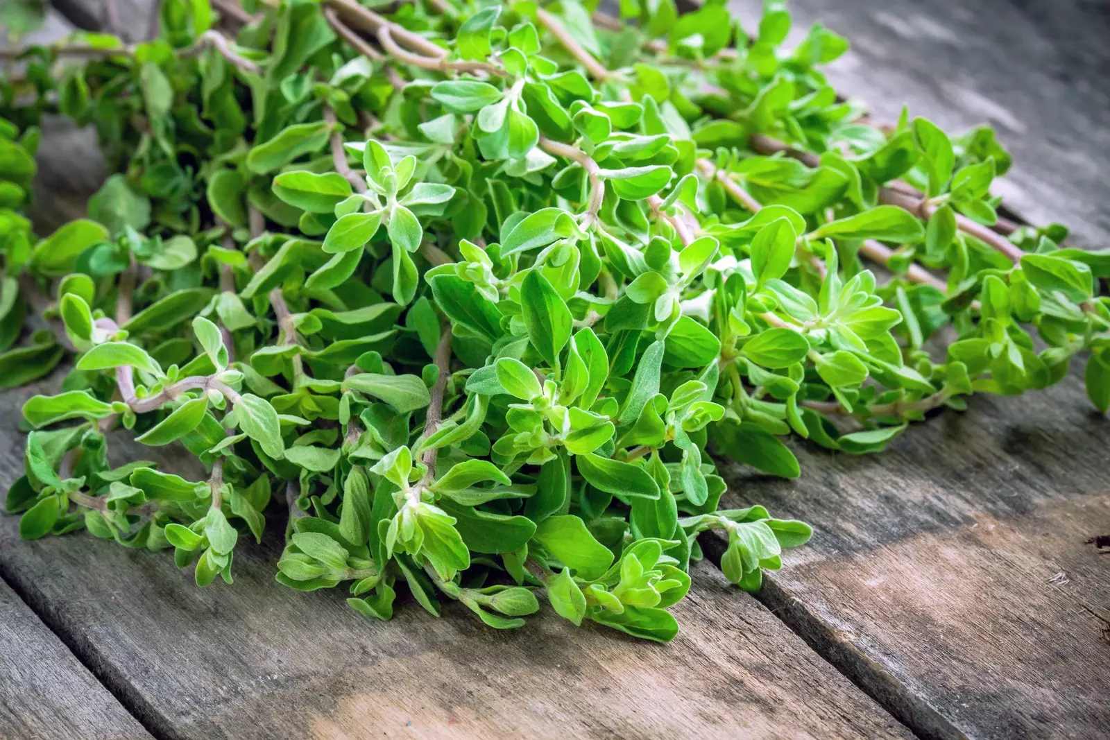 Nuotraukoje gali būti vazoninių augalų vazos keramikos stiklainio lapas ir daigas