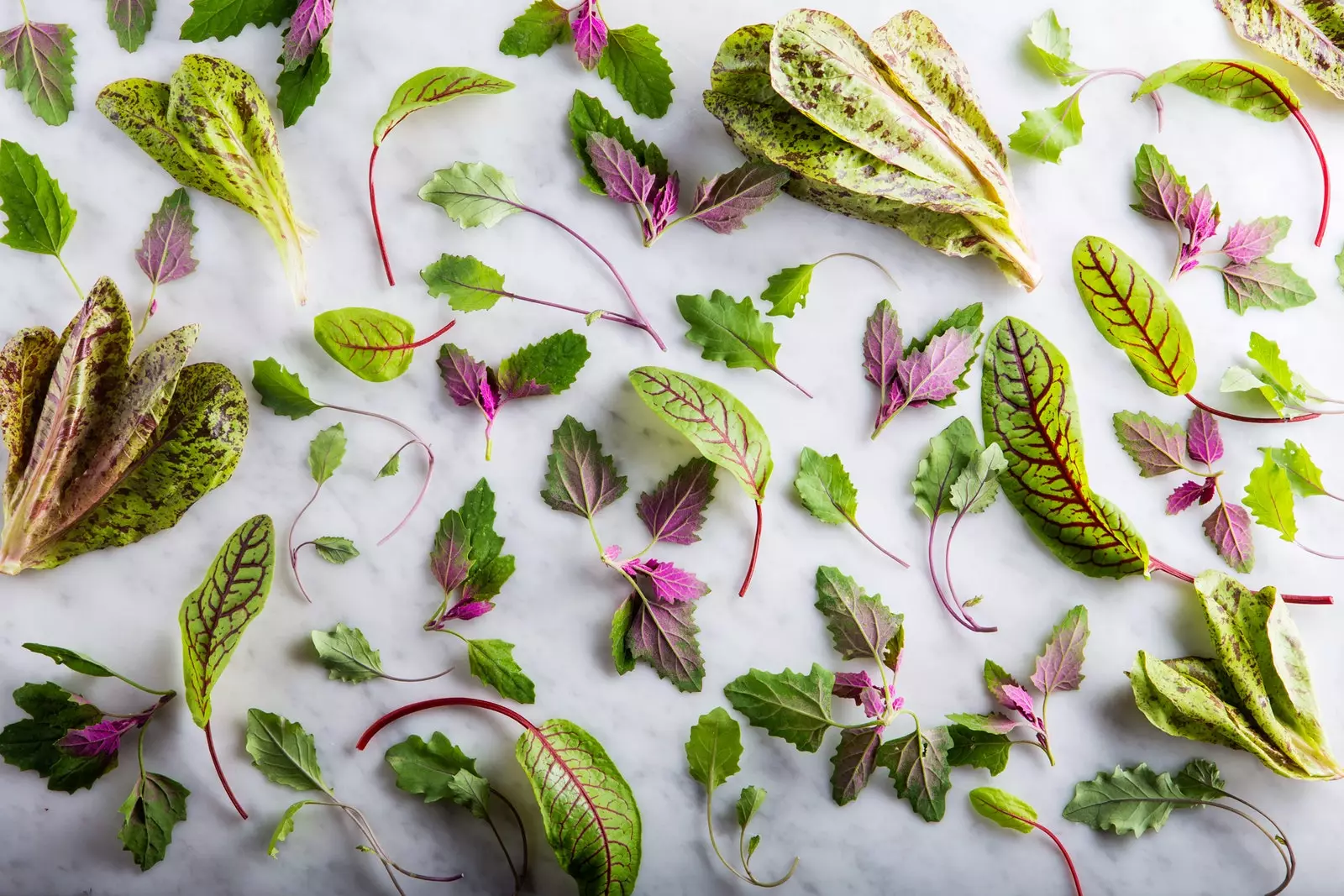 Bilden kan innehålla Vas Krukväxt Växt Krukkruka Örter Planterkruka Blad och mat