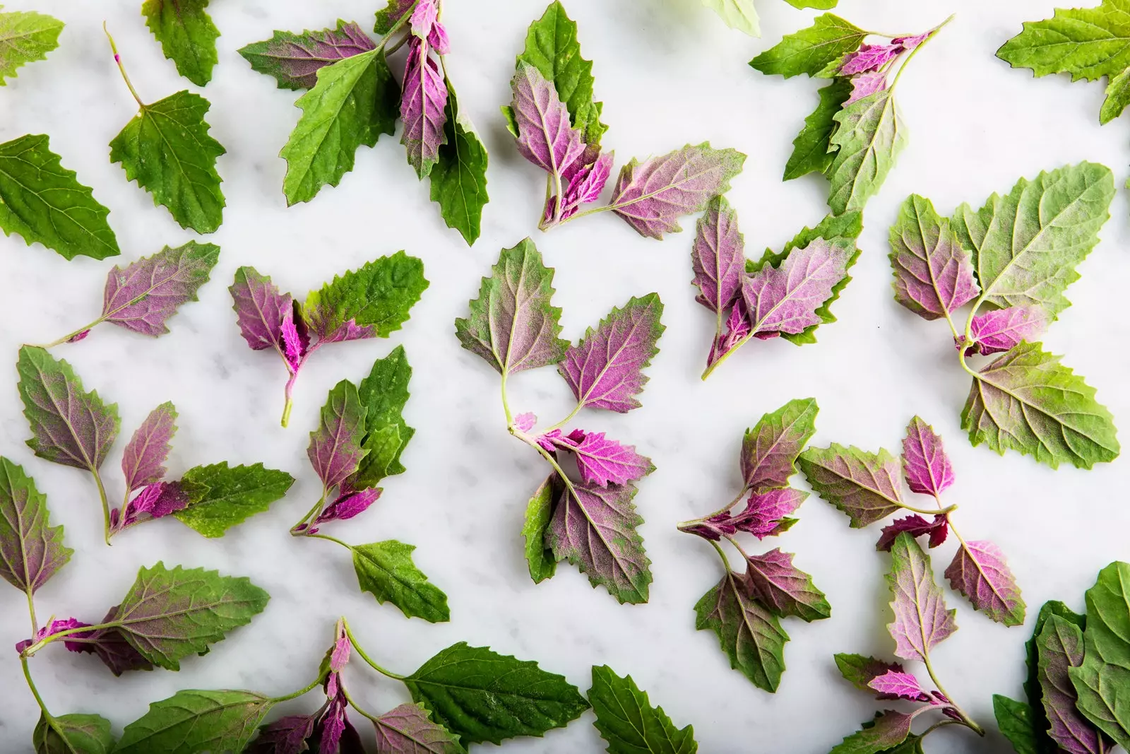 L'image peut contenir des herbes et des veines.