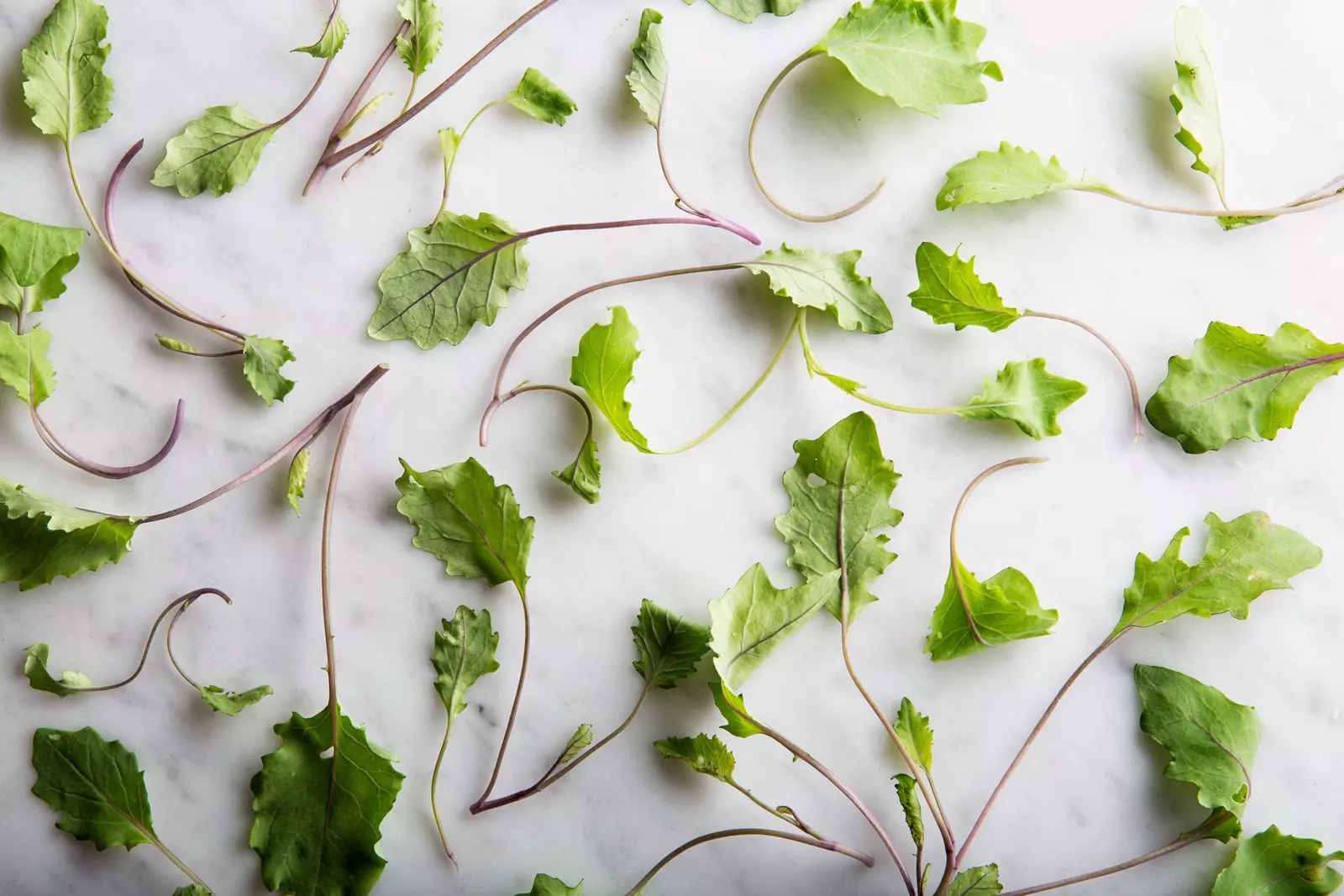 Foto nwere ike ịnwe ihe ọkụkụ nke na-emepụta ite ite ite ihe ọkụkụ nwere ahịhịa ahịhịa Arugula osisi na ahịhịa.