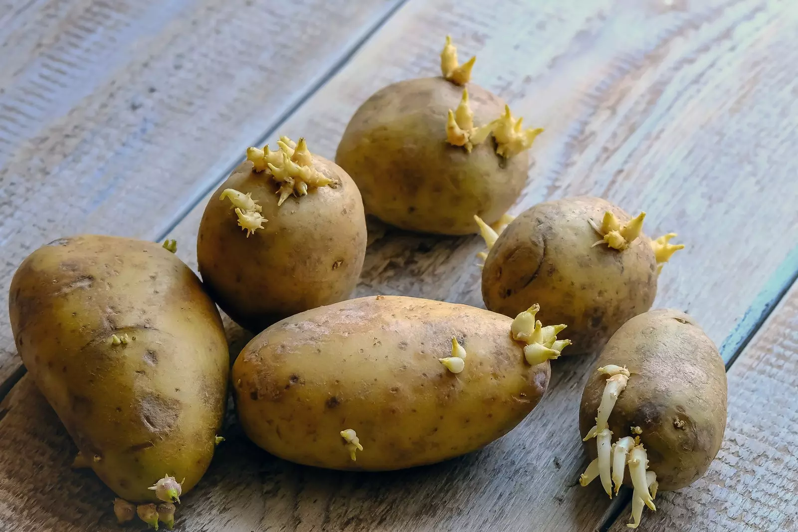 Sé prátaí russet ar dhromchla adhmaid ag tosú sprout sa ghrian.