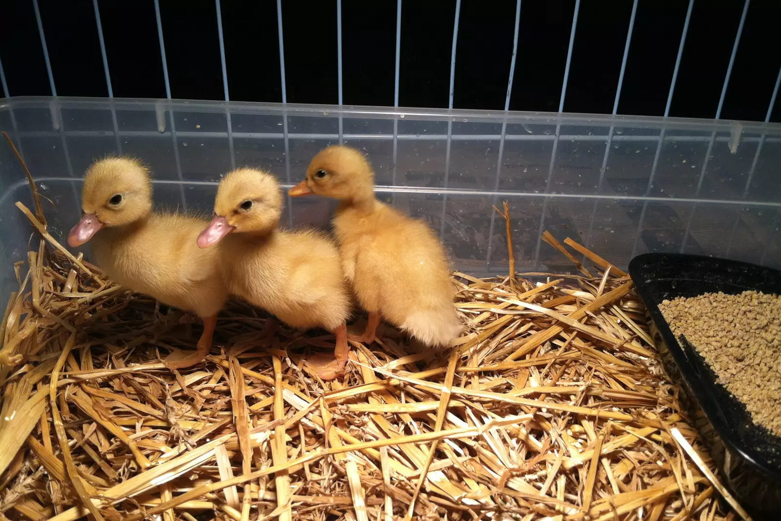 圖片中可能有家禽動物鳥雞和家禽