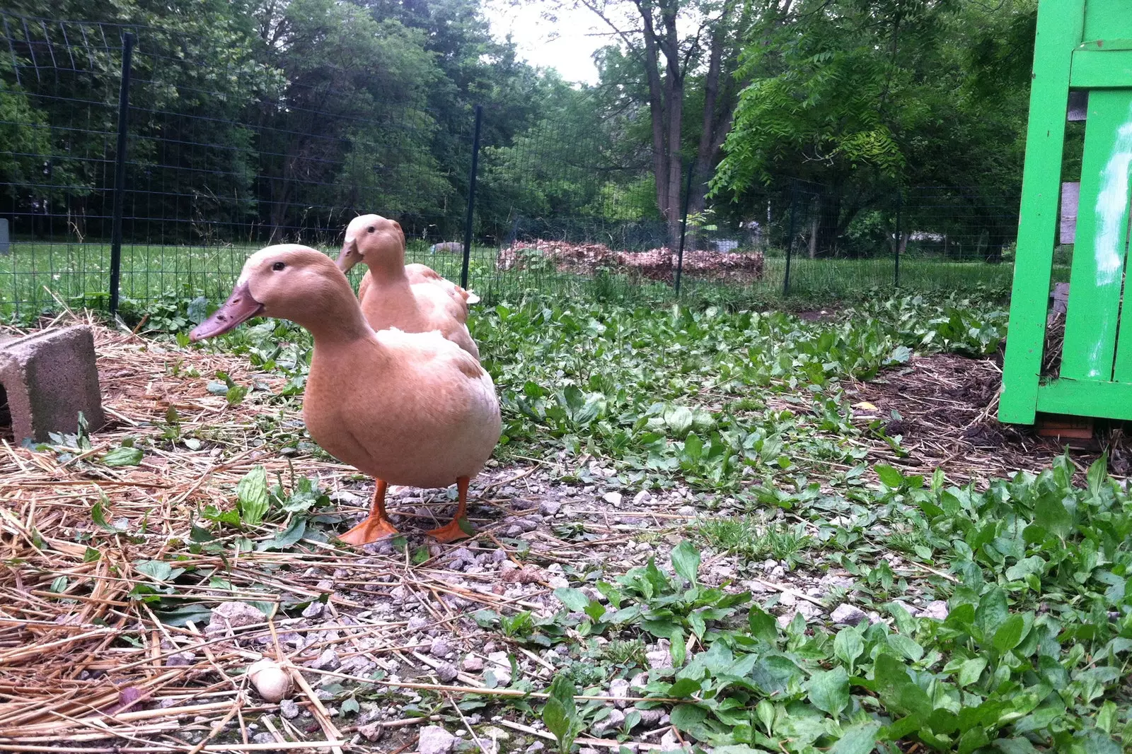 Gall y llun gynnwys Bird Animal and Duck