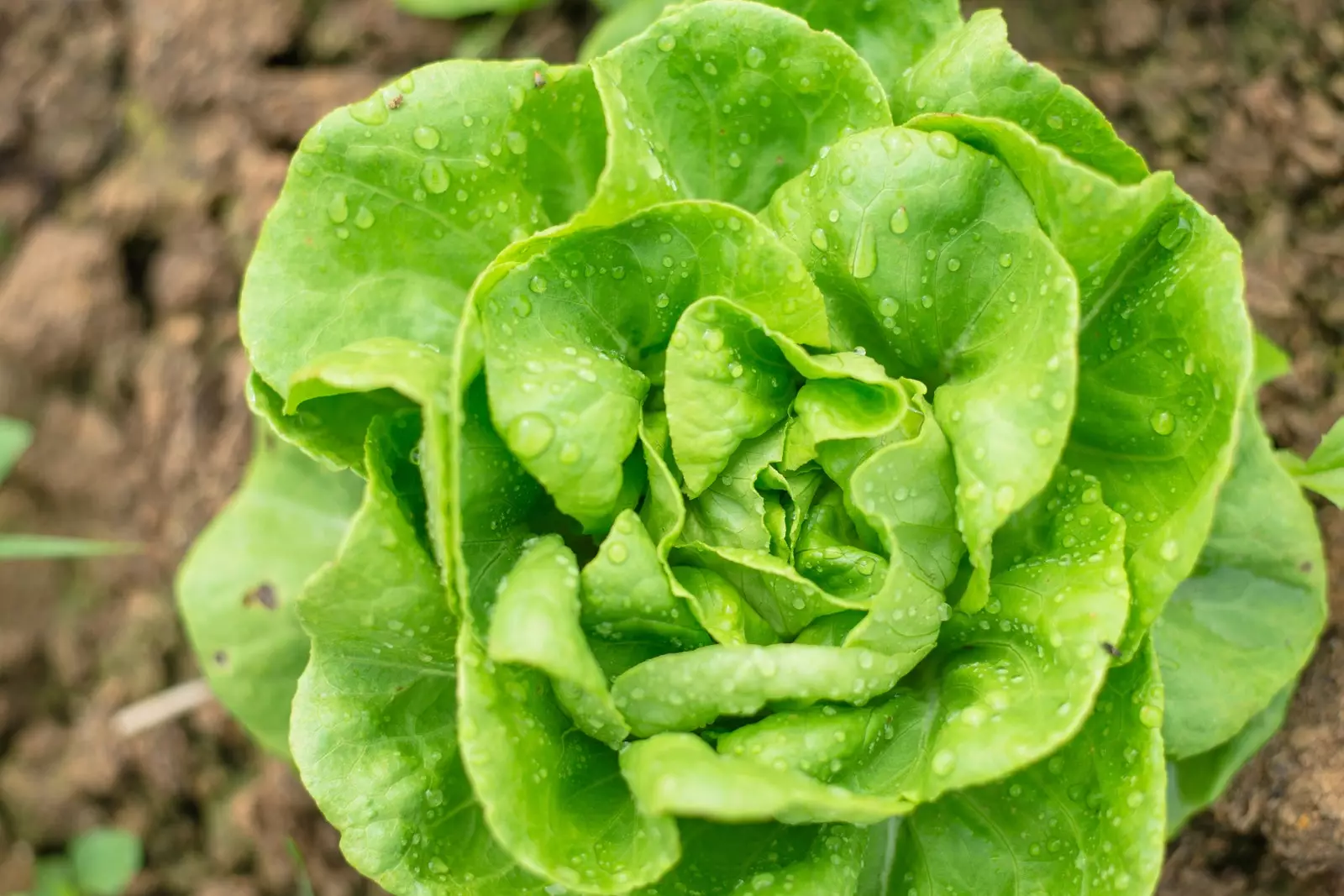 រូបភាពអាចមាន៖ Plant Food Vegetable and Lettuce