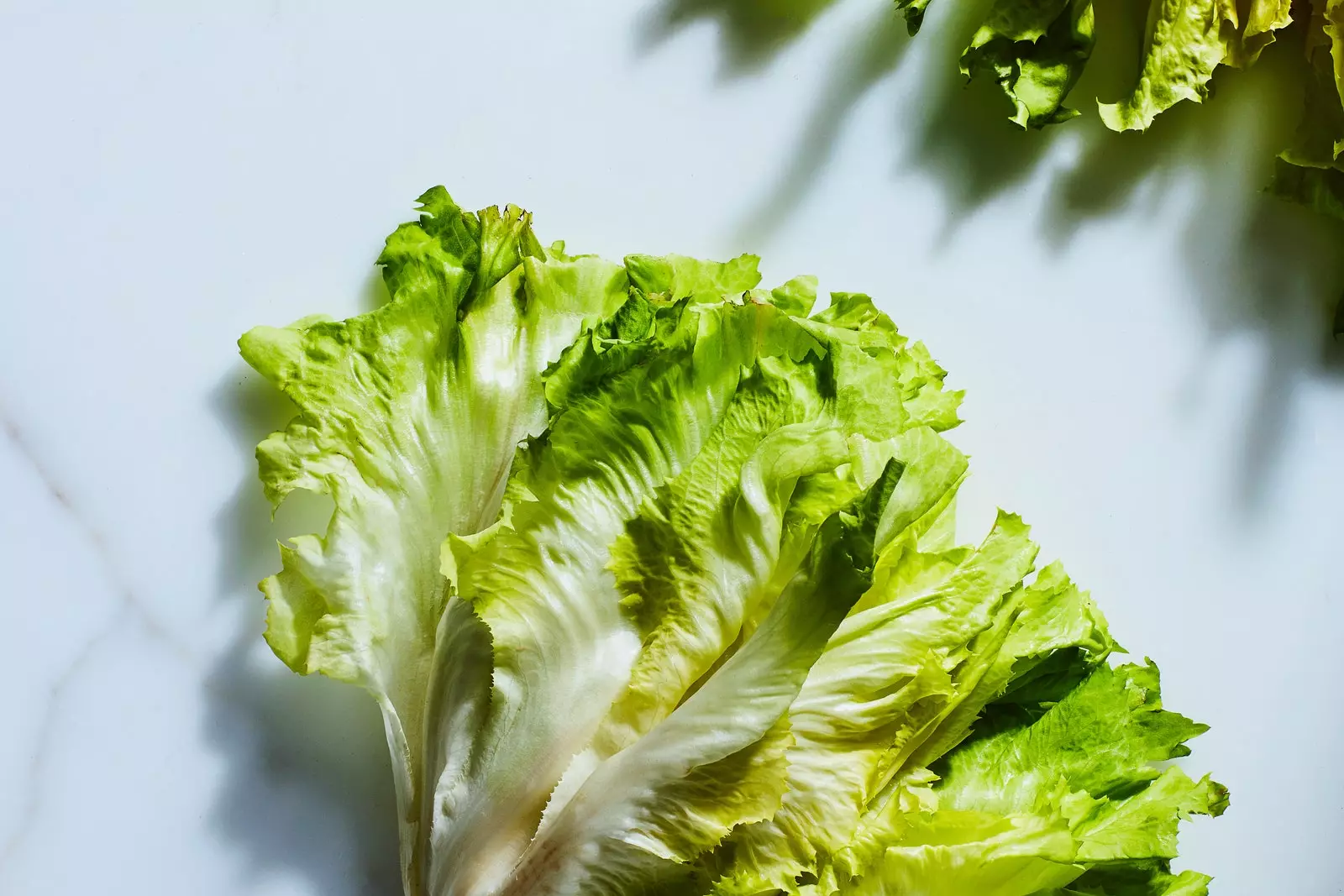 تصویر میں پودوں کی سبزیوں کا کھانا اور لیٹش شامل ہو سکتا ہے۔