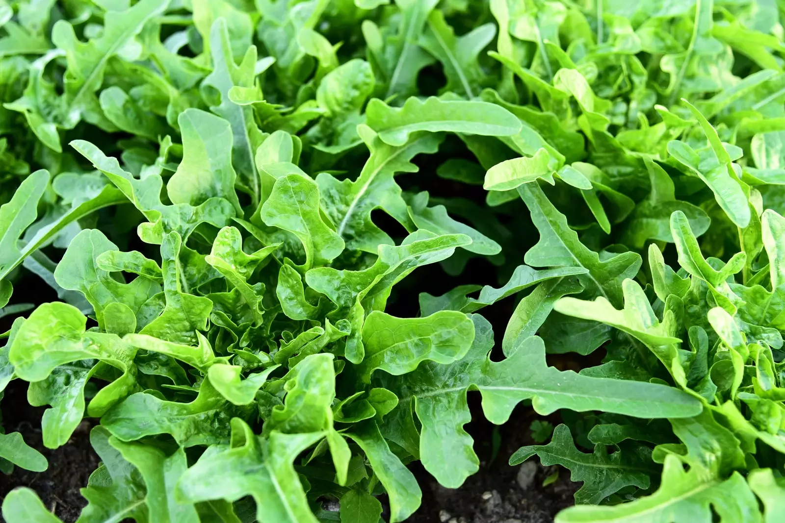 Imej mungkin mengandungi Makanan Tumbuhan Sayur-sayuran dan Arugula