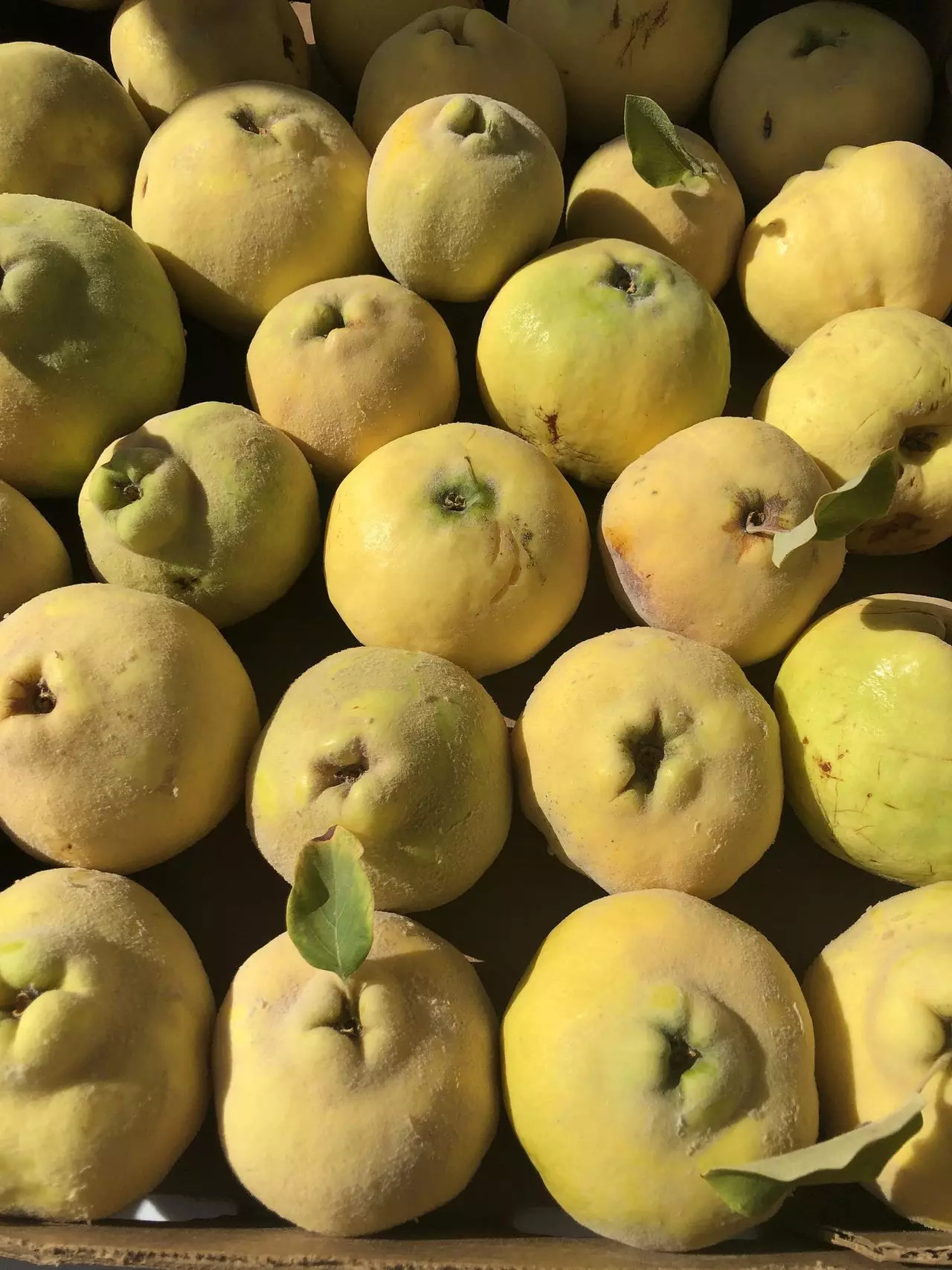 Pailéad de thorthaí quince a fhástar i Texas.